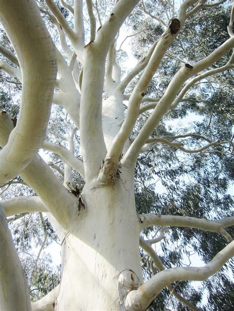 Best Bark Of Trees Images On Pinterest Texture Textures Patterns And Back Garden Ideas