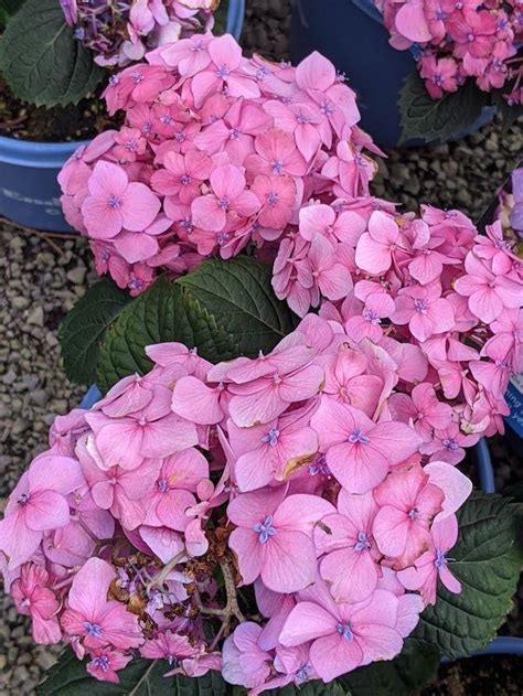 Photo Of The Bloom Of Bigleaf Hydrangea Hydrangea Macrophylla Endless