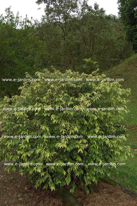 Blog do e jardim Frutíferas em vasos cambucá da praia e guaquica