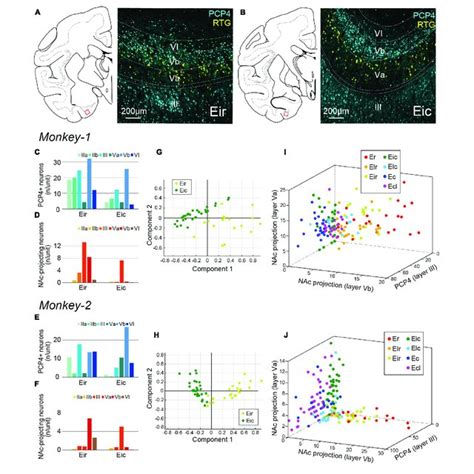 Parcellation Of Ei Based On CB And RE Neurons A B Fluorescent