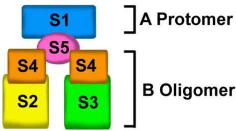 Figure 1 From Gi O Protein Dependent And Independent Actions Of