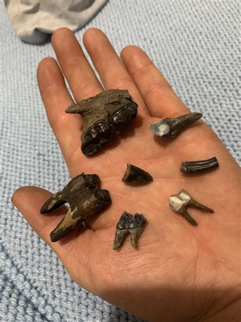 Can You Identify All These Teeth R Prehistoricflorida