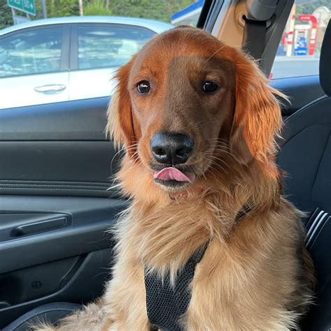 Stream Snapdragons By Derek Barney Listen Online For Free On Soundcloud