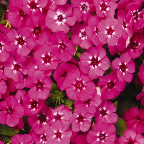Phlox Drummondii Seeds