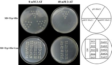 Color Online Yeast One Hybrid Assay For Binding Of Sterf To The Download Scientific Diagram