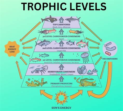 Exploring The Importance Of Trophic Levels In Ecosystems