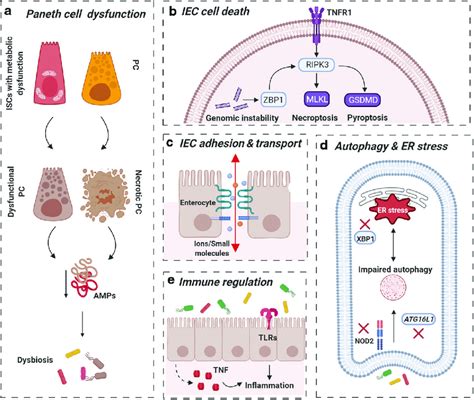 The Intestinal Epithelial Barrier Defects In Ileitis Mouse Models