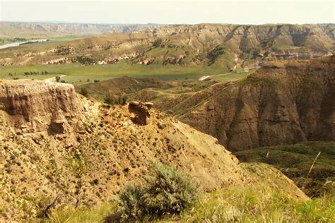 Une Nouvelle Espèce De Dinosaure à Cornes Judith Musée Canadien De La Nature