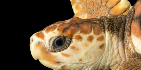 Turtle Digestive System