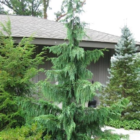 18 Beautiful Weeping Evergreen Trees With Hanging Branches Artofit
