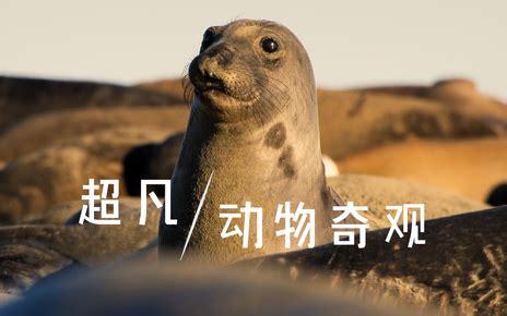 超凡动物奇观中配版第2集 纪录片 全集 高清正版在线观看 bilibili 哔哩哔哩