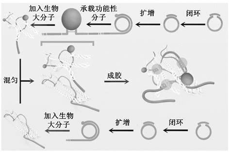 一种生物支架及其制备方法和应用与流程