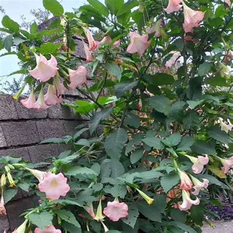 خرید و قیمت گل شب بو صورتی شیپوری پس کرایه از غرفه روشا گل