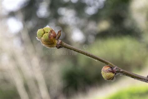 Budding Plane Tree Branch Stock Photo Image Of Trees 244943318