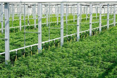 Harvesting Craft Cannabis At Sunmed Growers Leaf Nation