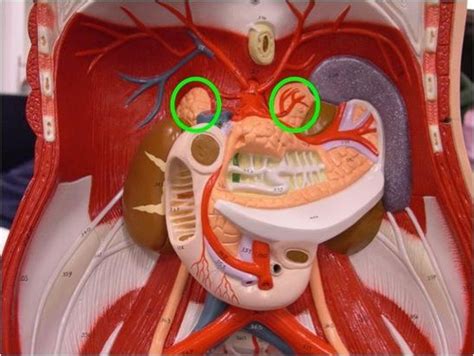 Torso Model Organs Structures And Their Functions Flashcards Quizlet