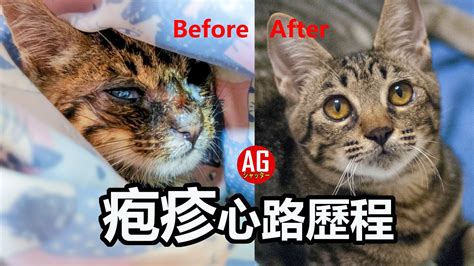 貓疱診病毒治療經驗談 皰疹 Youtube