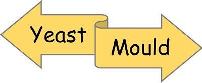 Difference Between Yeast And Molds With Comparison Chart Bio Differences