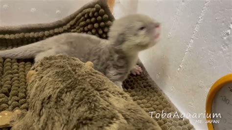 鳥羽水族館（toba Aquarium） On Twitter 今日のカワウソ赤ちゃん👶💓体重は224g🥰瞳が少しパッチリしてきました😆