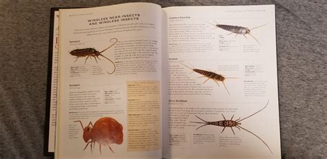 List Of Species In An Illustrated Directory Of The Insects Of The World