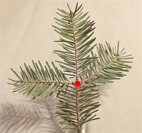 Patterns In Conifer Growth North Mn Outdoors