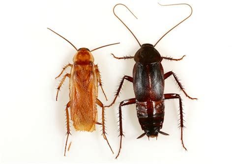 Look Out Southwest There S A New Cockroach In Town NBC News