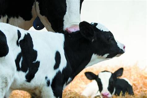 Better Reproduction Results Delaval