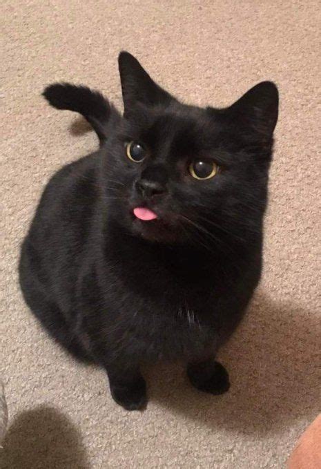 Pin By Michele Mauger On Black Cats Are The Best Cute Black Cats