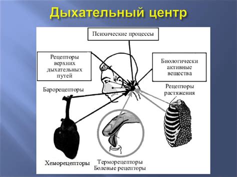 Регуляция дыхания Возрастные особенности дыхательной системы