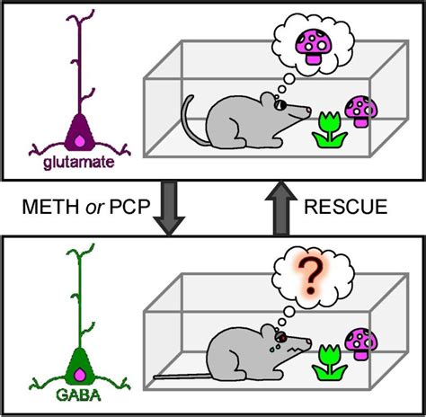 Rewiring The Brain Scientists Reverse Meth And Pcps Cognitive Effects