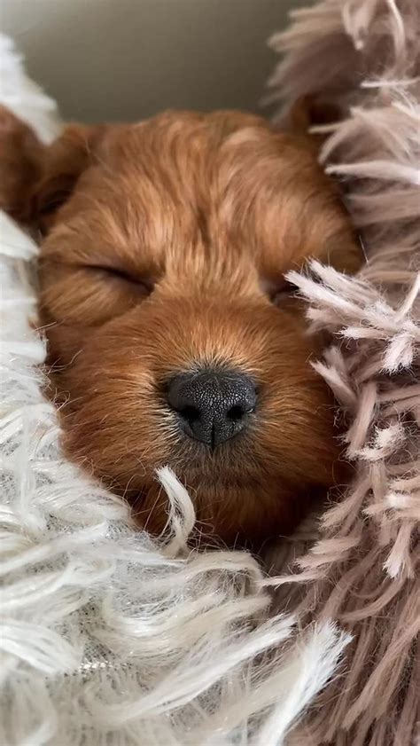 Cavapoo Dreams🥰