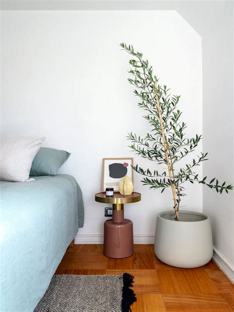 Plantas De Exterior Plantme Chile