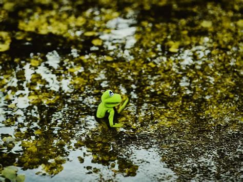 Kermit the frog by a pond 35mm portrait photography | Stable Diffusion | OpenArt