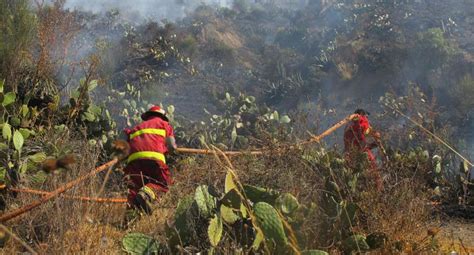 Incendio Forestal Arrasa Eucaliptos Quinuales Y Pastizales PERU CORREO