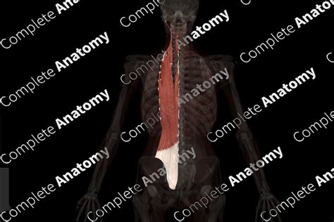 Erector Spinae Left Complete Anatomy
