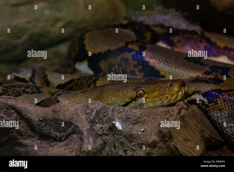Reticulated Python Python Reticulatus Non Venomous Constrictor