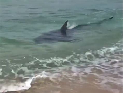 Tubarão é Visto Em Praia De Saquarema E Assusta Banhistas Super Rádio