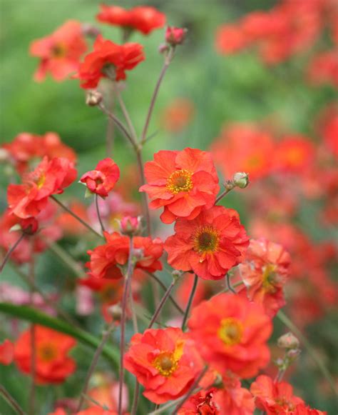 Geum Scarlet Tempest Hayloft