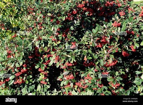 Late Cotoneaster Or Milkflower Cotoneaster Cotoneaster Lacteus Is A