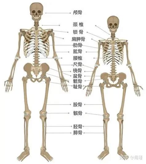 丰胯、细腰——打造腰臀比的探讨 生如夏花论坛