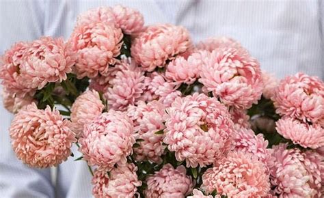 25 Tower Chamois Aster Seeds Gardeningtreasures