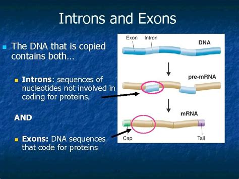 Protein Synthesis Transcription Objectives What Is The