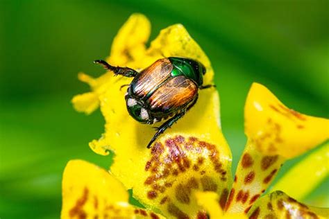 7 Tips For Japanese Beetle Prevention In Your Garden Cool Astro