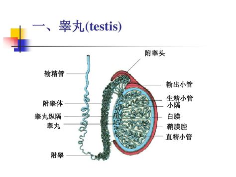 第18章男性生殖系统word文档在线阅读与下载无忧文档