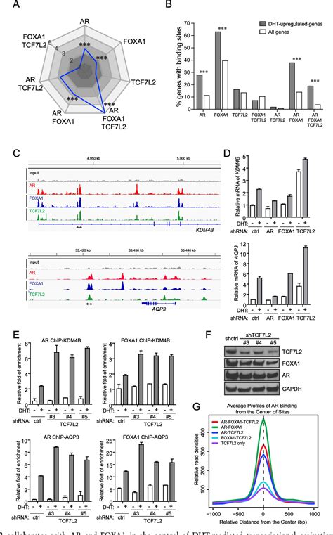 Figure 2 From Amplitude Modulation Of Androgen Signaling By C Myc Semantic Scholar