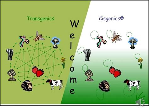 Cisgenesis And Intragenesis By Saurabh