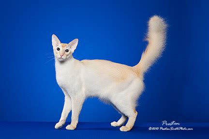 Javanese Cat Breed Profile And Facts