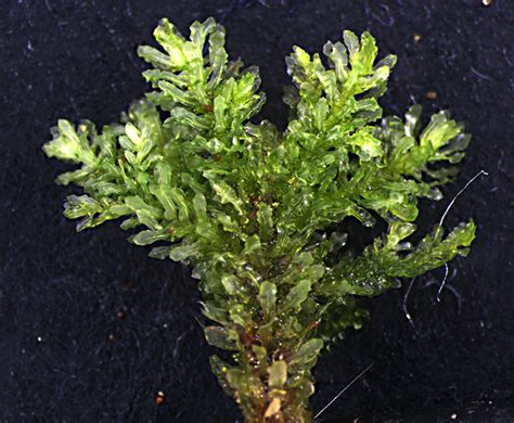 Pendulothecium Oblonolium The University Of Auckland