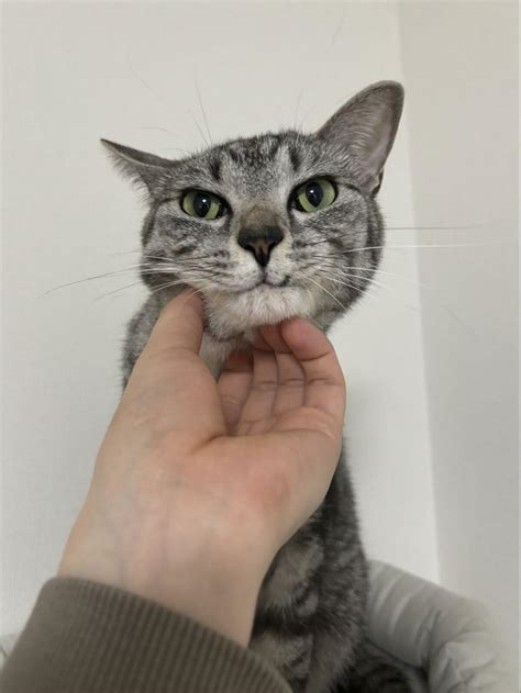 【悶絶】甘えん坊な猫さんをなでなでしたら直後の表情に思わずホッコリ 絵にかいたような「ウットリ」のお顔 2ページ目 Limo