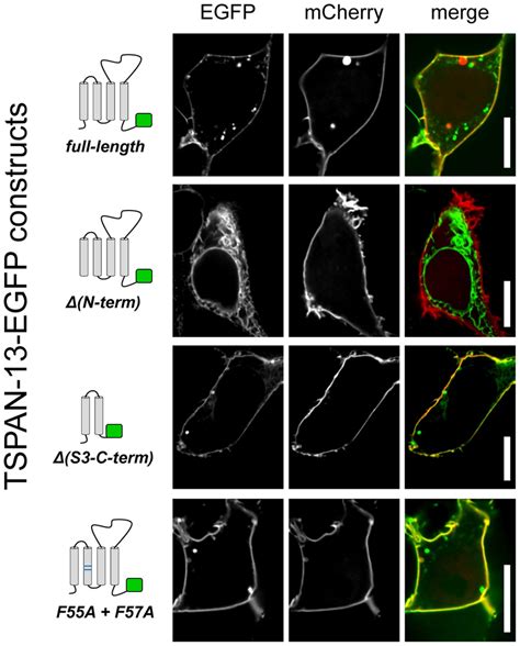 Intracellular Localisation Of Full Length Tspan 13 Egfp And Mutant